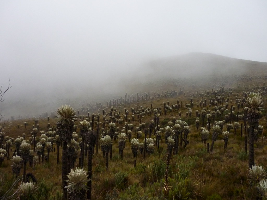 SU MAJESTAD EL PARAMO DUITAMA DISPONIBLE TODOS LOS DIAS - Duitama ...